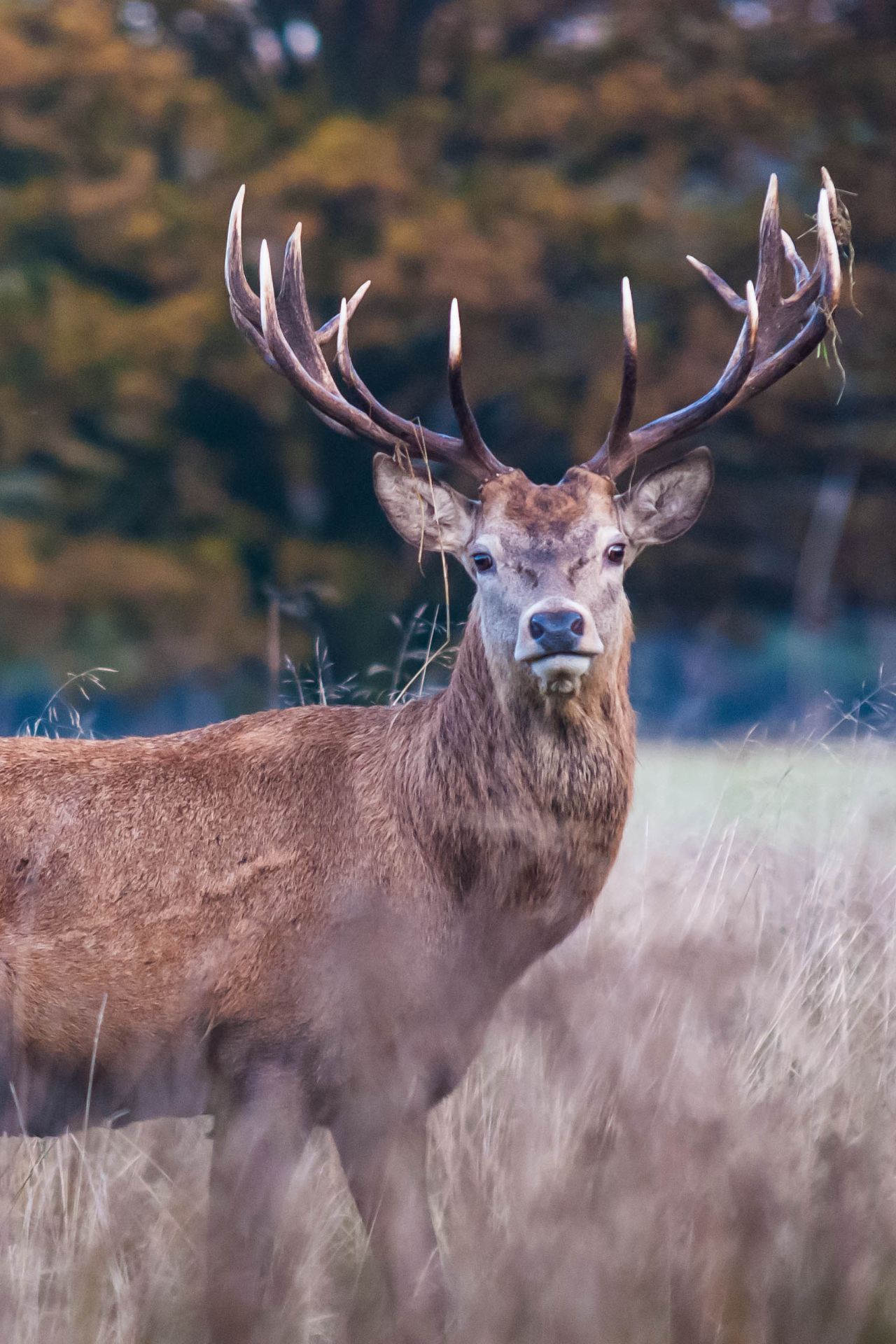 Tiger's Empire - Jungle Safari and Resort Booking Service