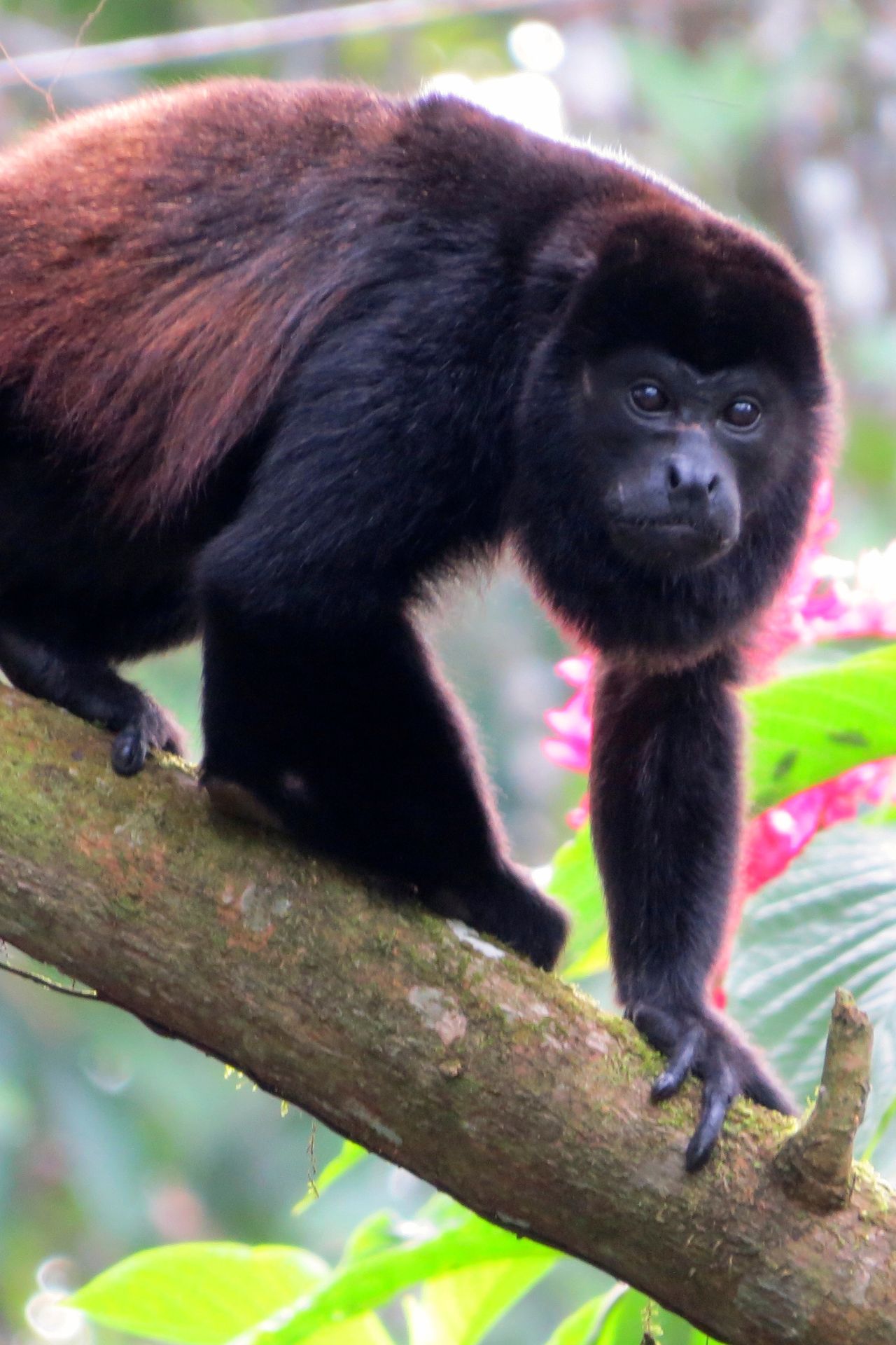 Tiger's Empire - Jungle Safari and Resort Booking Service