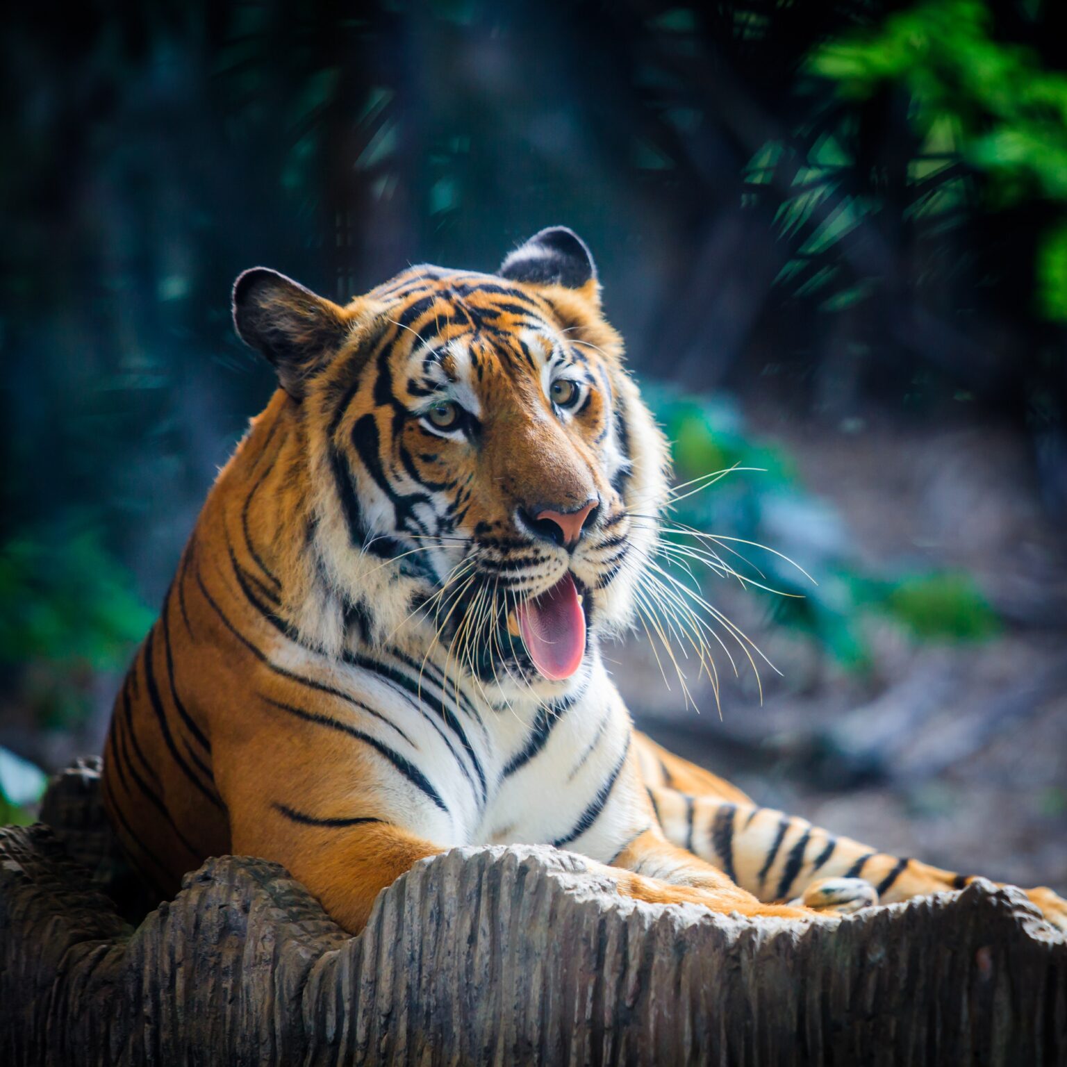 Tiger's Empire - Jungle Safari and Resort Booking Service