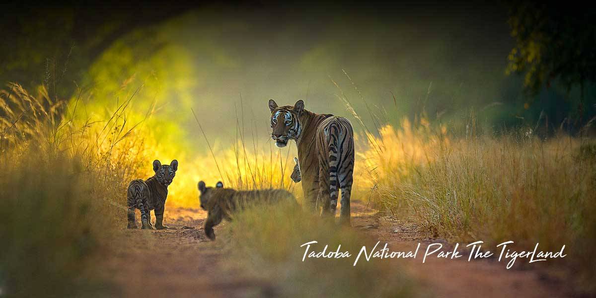 Best Hotel in Tadoba Andhari National Park - Tigers Empire Resort